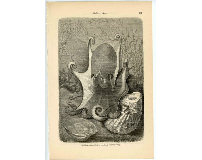 1882 ANTIQUE OCTOPUS ENGRAVING Rare Ocean Scene Original Antique Black ...