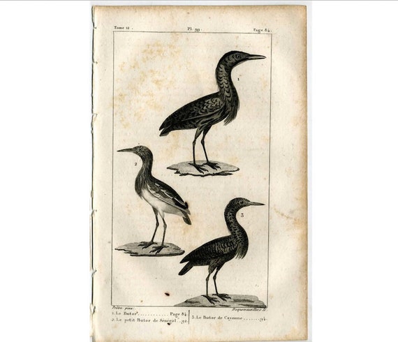 Vintage Water Birds Drawings Sea Birds Antique Bird Print, 1881