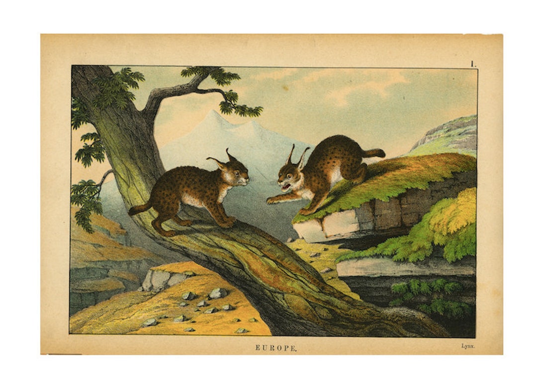 LYNX Lithograph • Antique Print of Europe Animals C. 1878 • Original ...