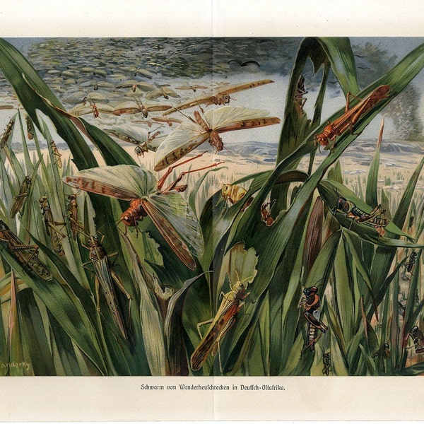 Entomology Print - Etsy