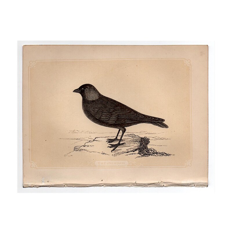 Jackdaw - Etsy