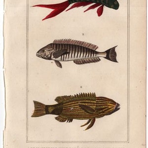 1830 Antique FISH ENGRAVING Original Antique Marine Animal Print of ...