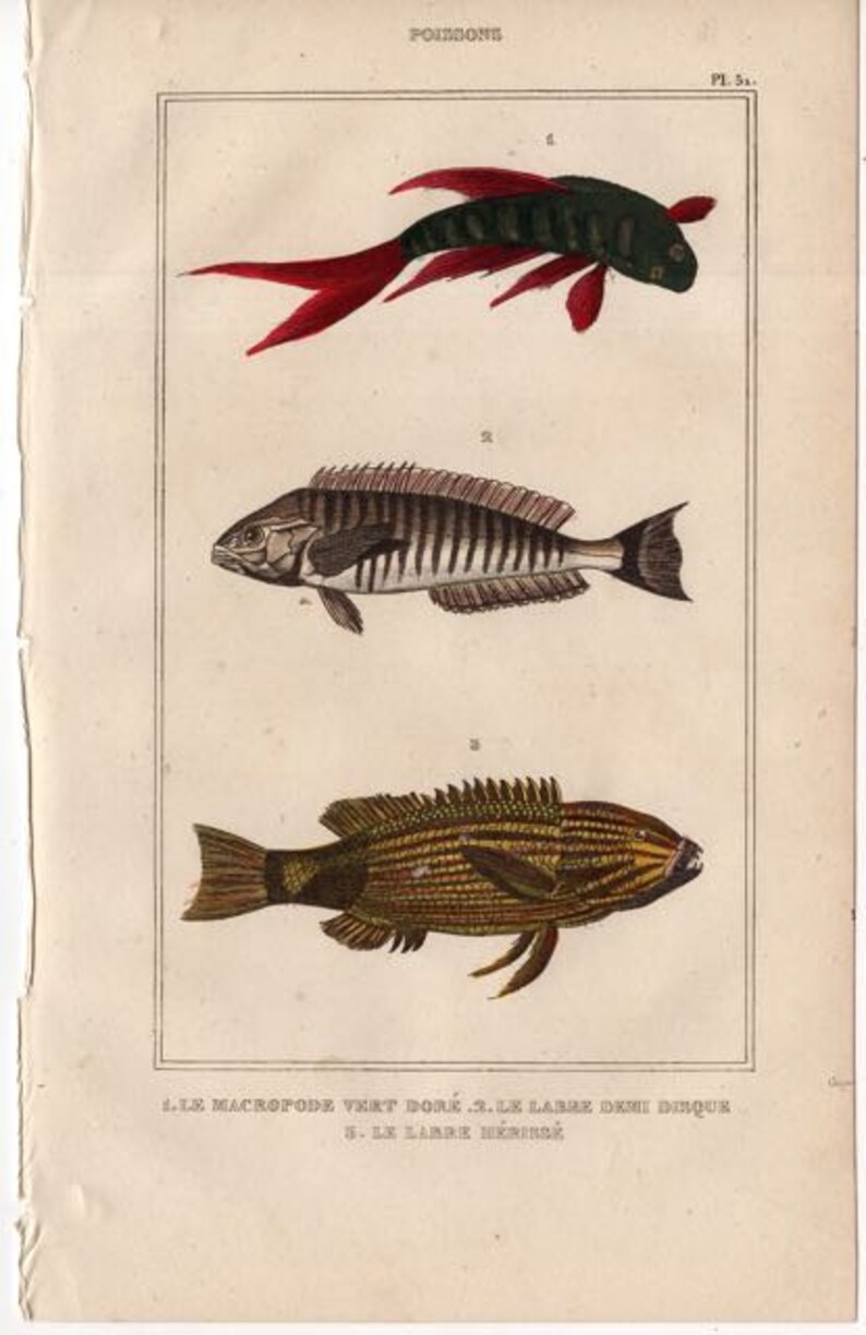 1830 Antique FISH ENGRAVING Original Antique Marine Animal | Etsy