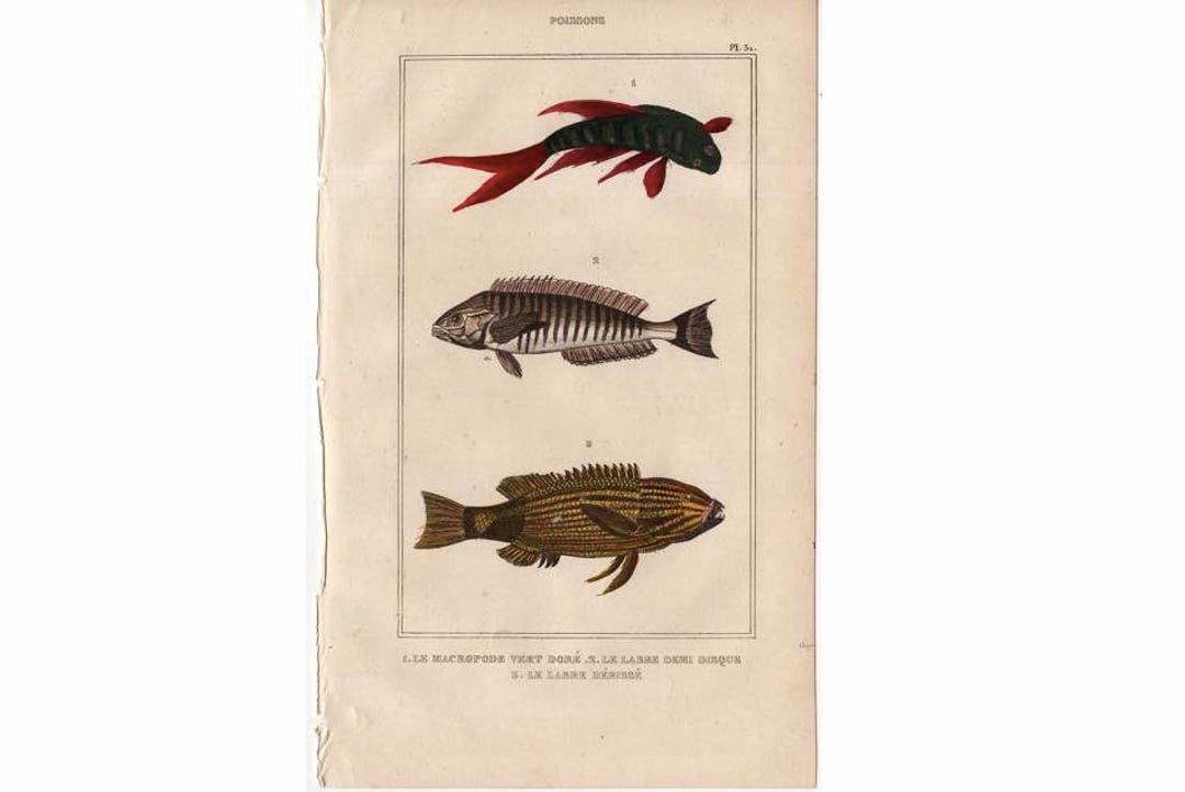 1830 Antique FISH ENGRAVING Original Antique Marine Animal Print of ...