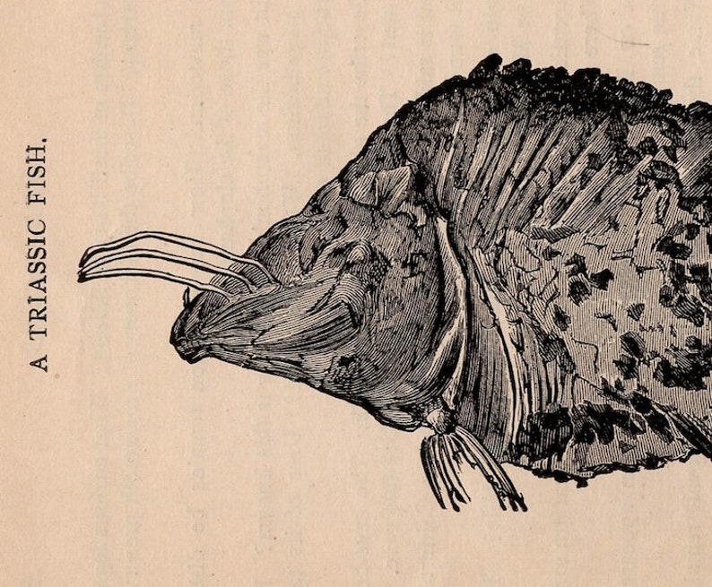 C. 1877 TRIASSIC FISH PRINT Original Antique Print Extinct | Etsy