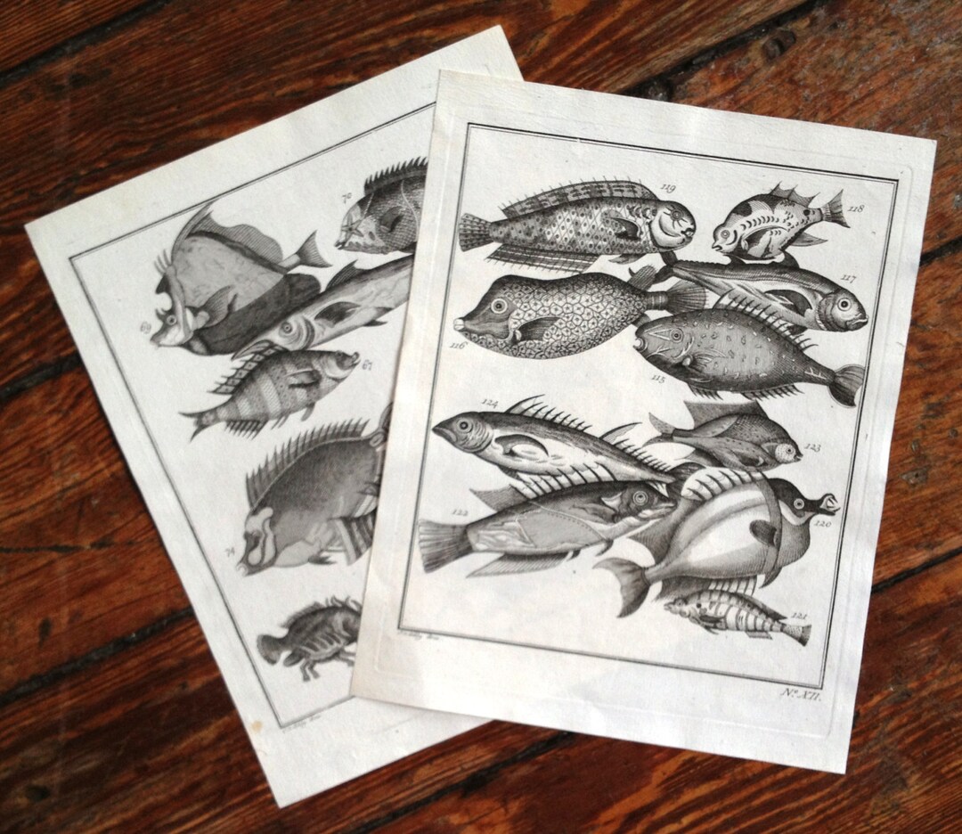 C. 1758 ANTIQUE FISH Engravings • Set of 2 Original Antique Prints ...