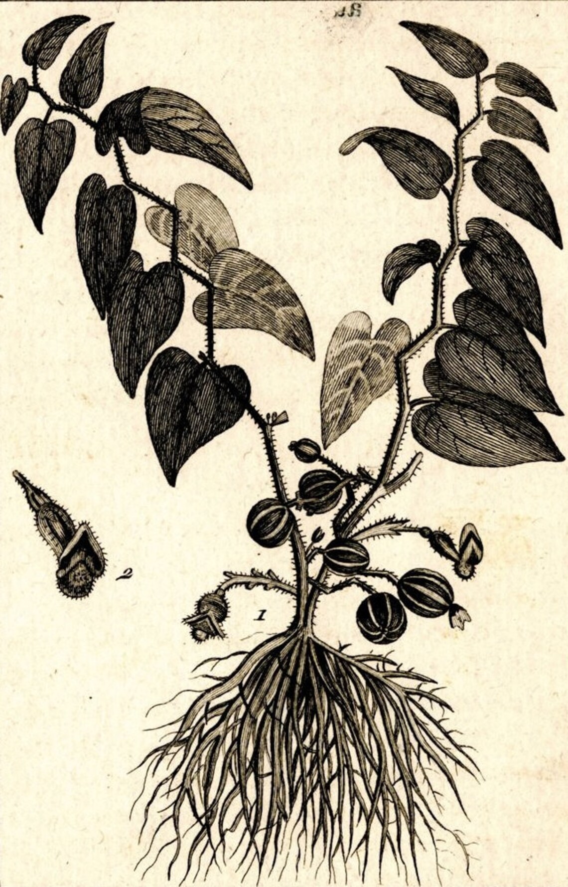 1775 ANTIQUE BOTANICAL ENGRAVING Plants Flowers Original - Etsy