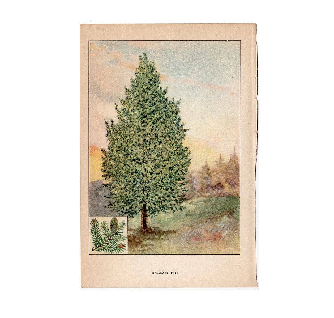 C. 1930 BALSAM FIR TREE Lithograph • Original Vintage Print • Tree ...