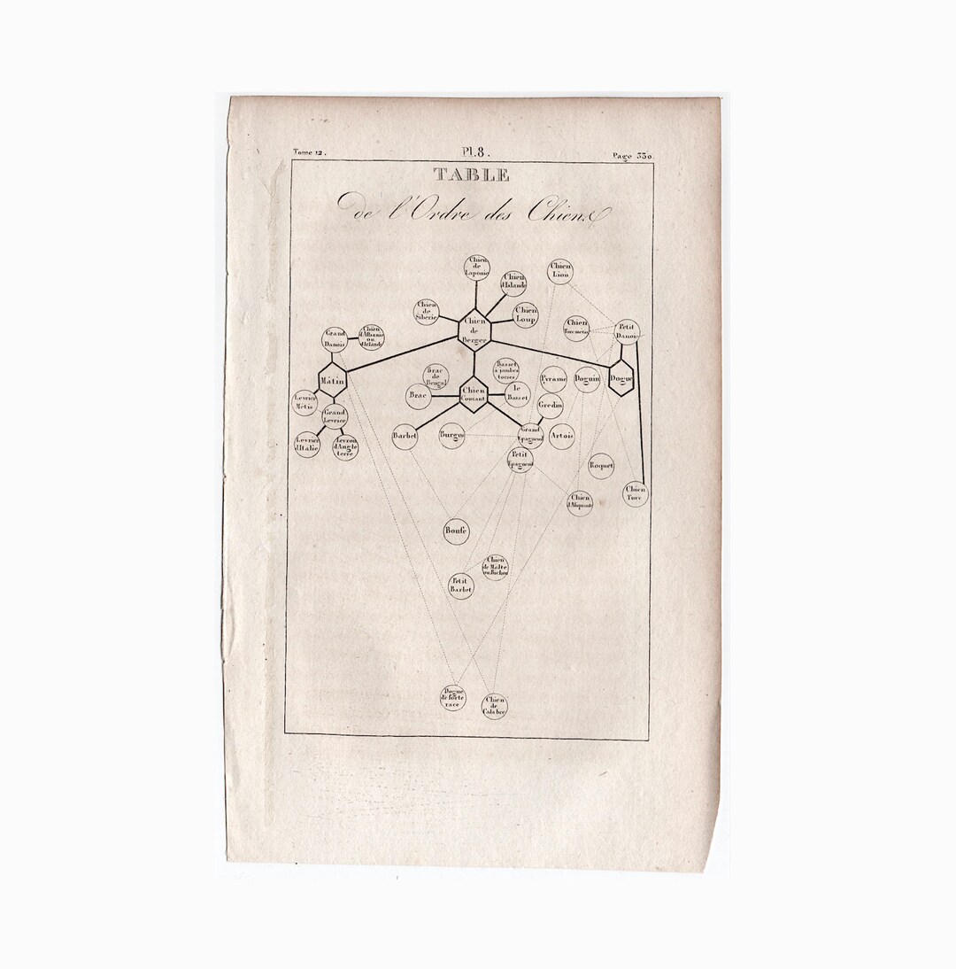 C. 1825 DOG BREED TAXONOMY Engraving Original Antique Print History of ...