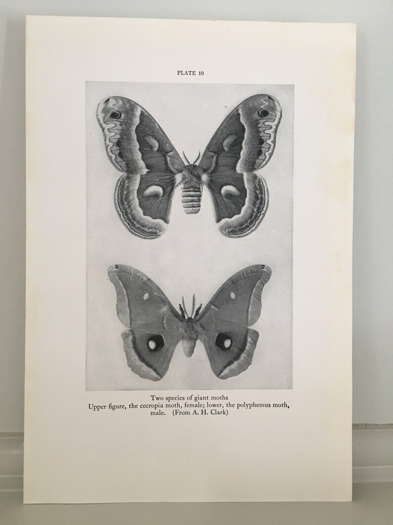 C. 1934 GIANT MOTHS Print Vintage Insect Print Vintage | Etsy
