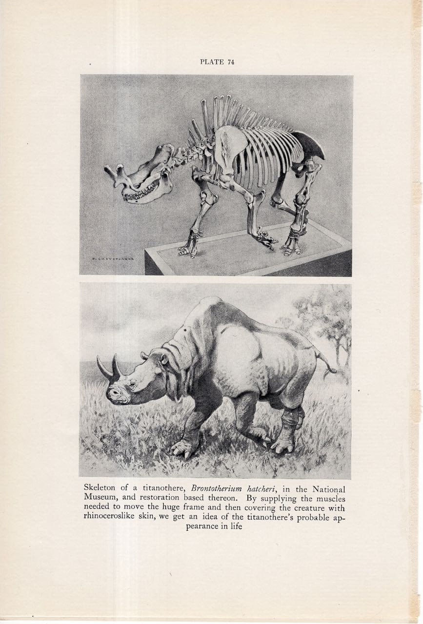 Brontotherium Skeleton