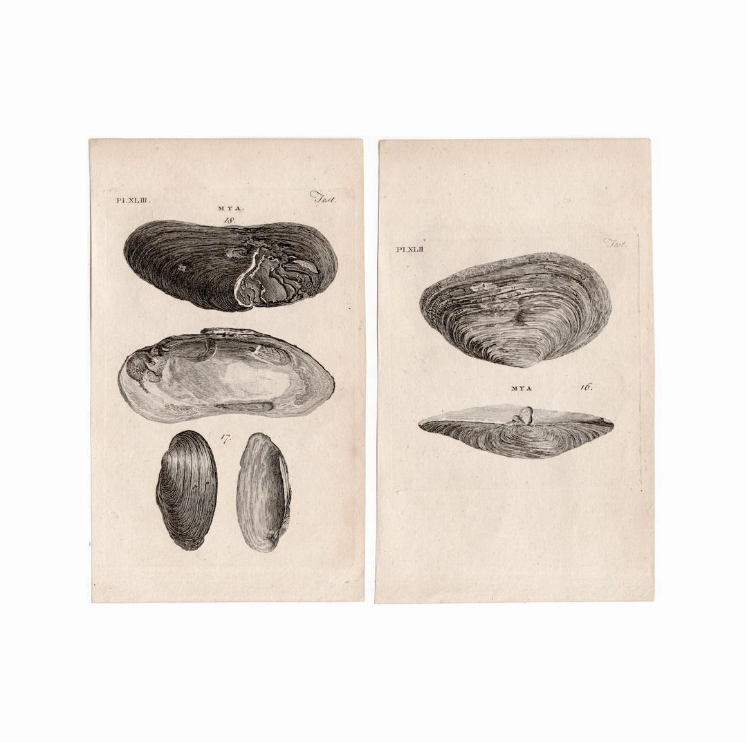 C. 1776 ANTIQUE SHELL Engravings • Original Antique Prints • Marine ...