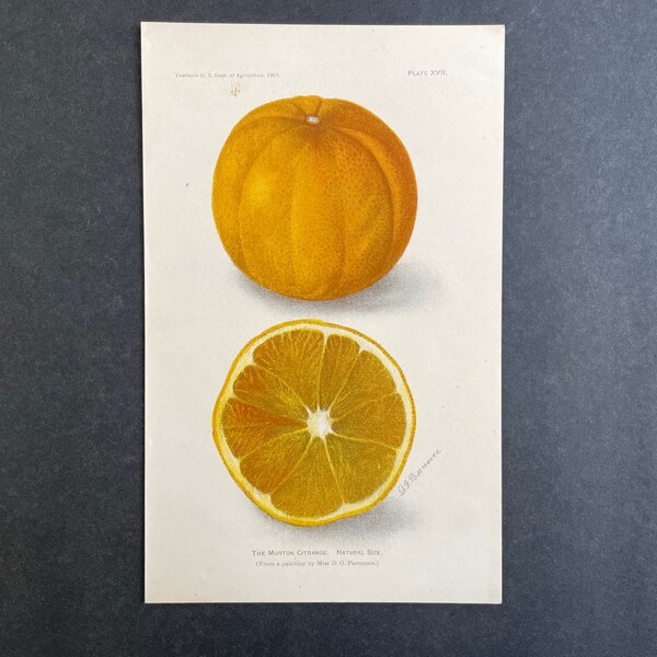 Citrus Print - Etsy
