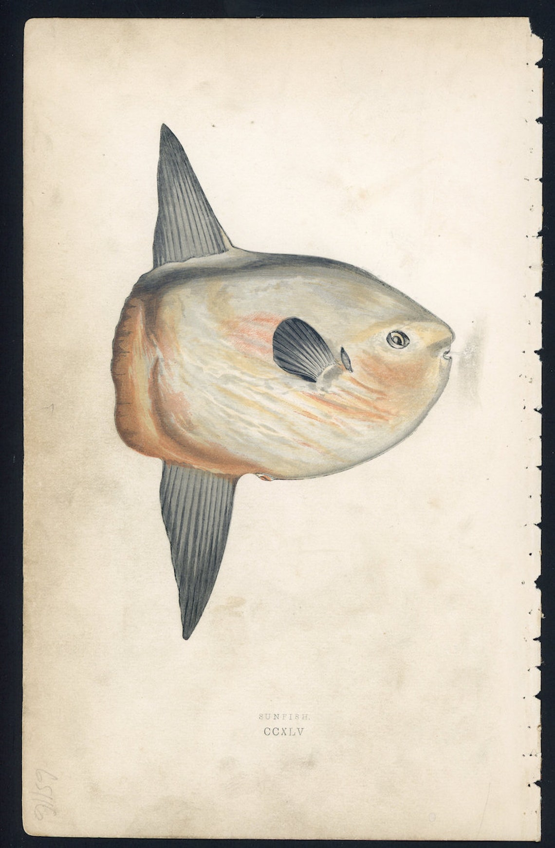 C. 1862 OCEAN SUNFISH Woodblock • Original Antique Print • Marine Fish ...