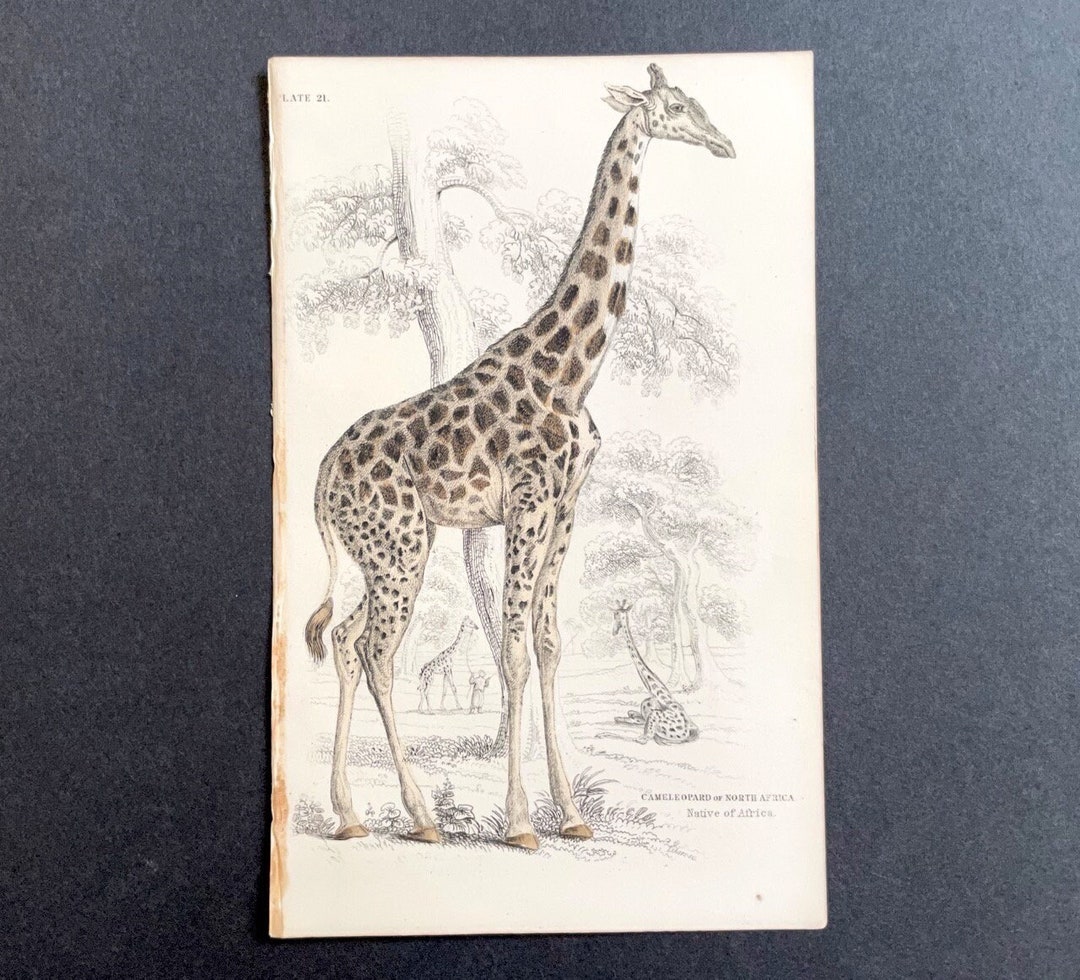 C. 1839 GIRAFFE CAMELEOPARD Engraving Original Antique Print Hand ...