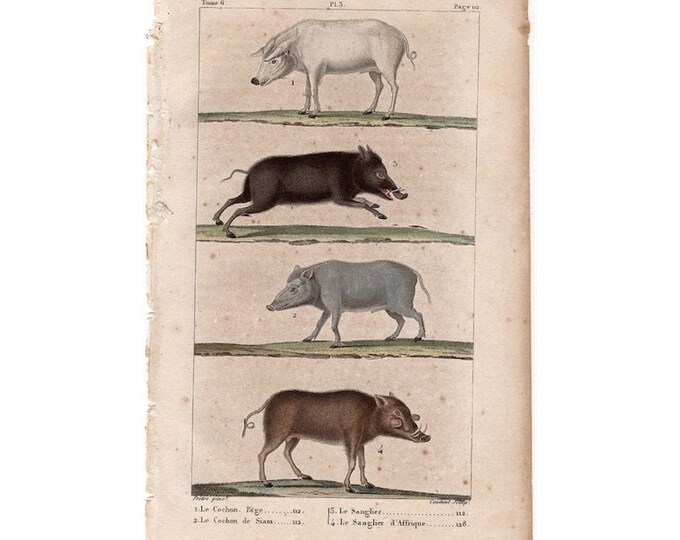 1817 WILD BOAR & PIG Print Original Antique Swine Hog Hand - Etsy