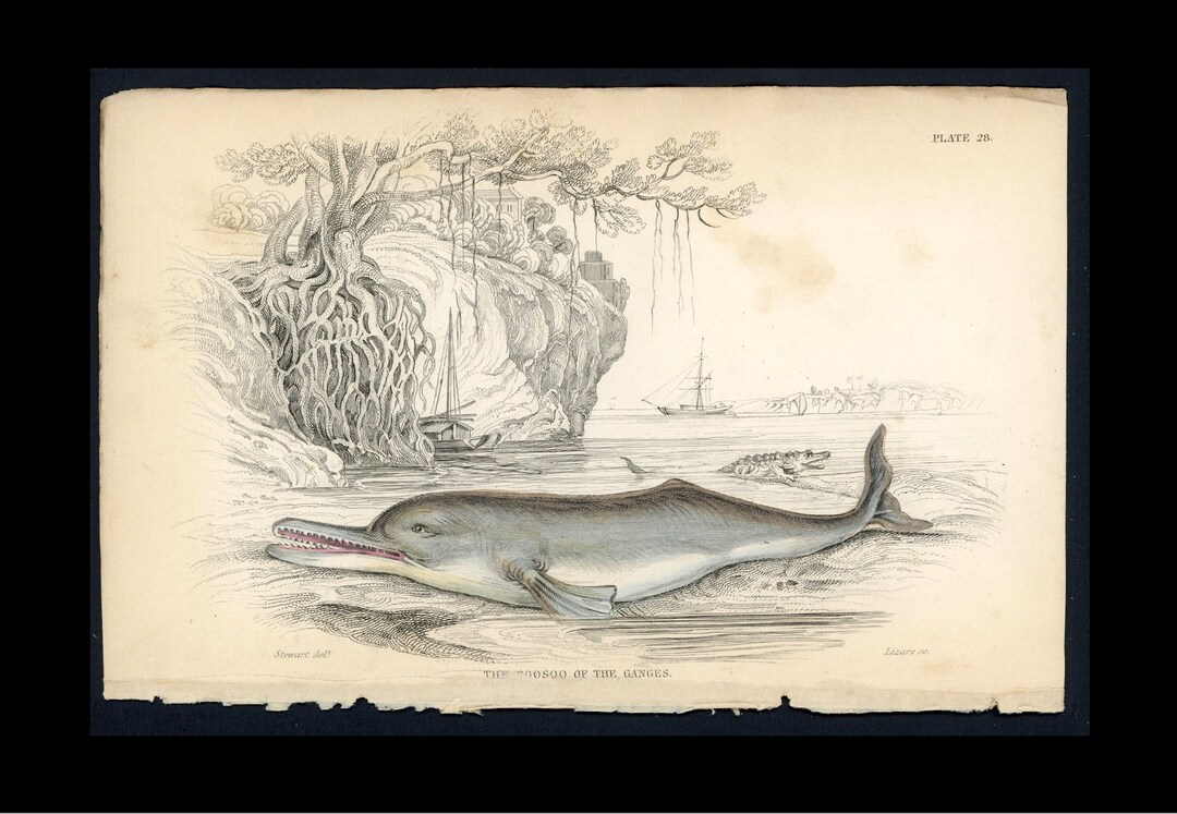 C. 1837 DOLPHIN Engraving • Original Antique Print • Sea Life Print ...