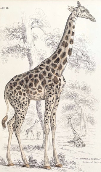 C. 1839 GIRAFFE CAMELEOPARD Engraving Original Antique Print - Etsy UK