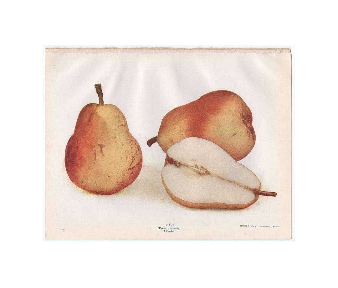 C. 1903 PEARS Lithograph • Original Antique Print • Orchard Print ...