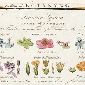 RARE! C. 1790 BOTANICAL ENGRAVING - Linnaeus Orders of the Flowers ...