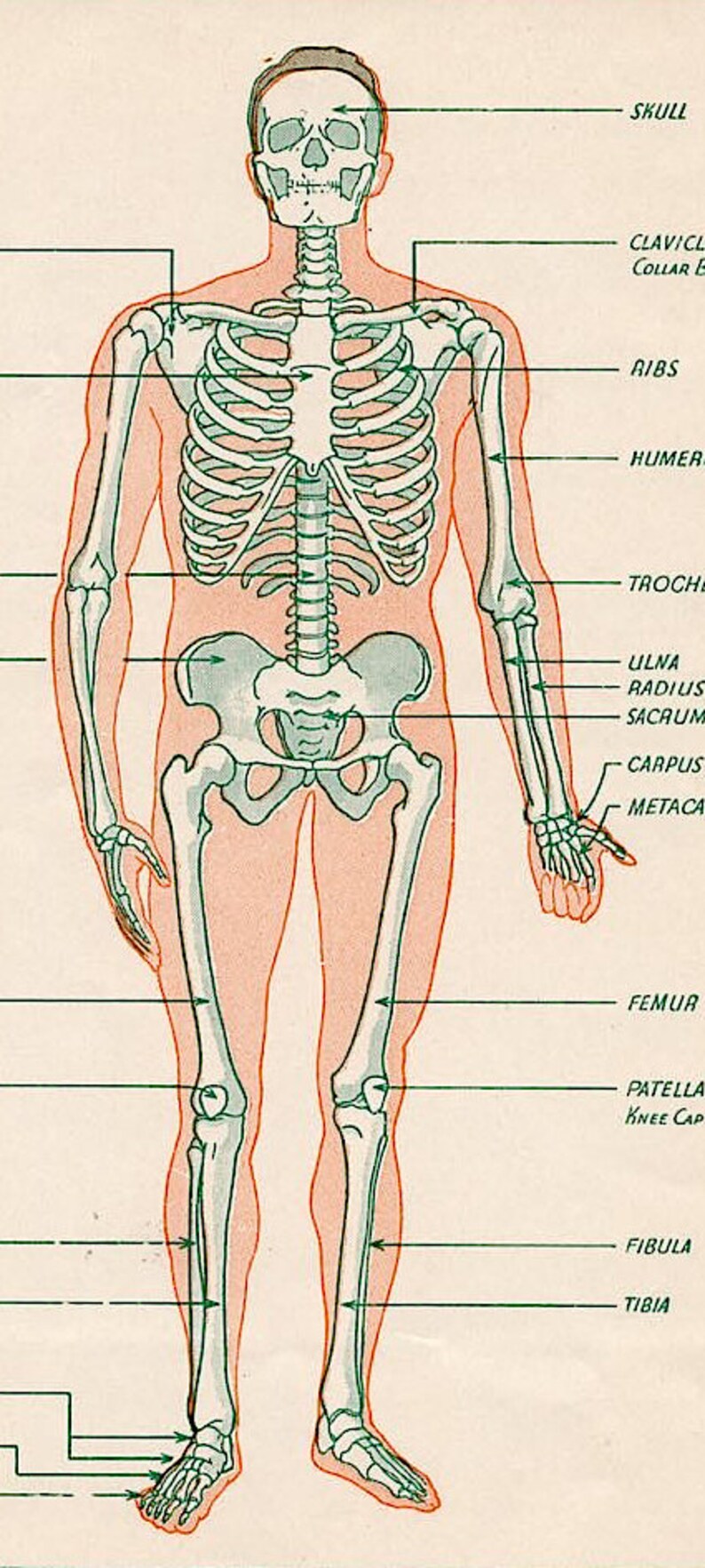 C. 1946 SKELETON Lithograph • Original Vintage Print • Medical ...