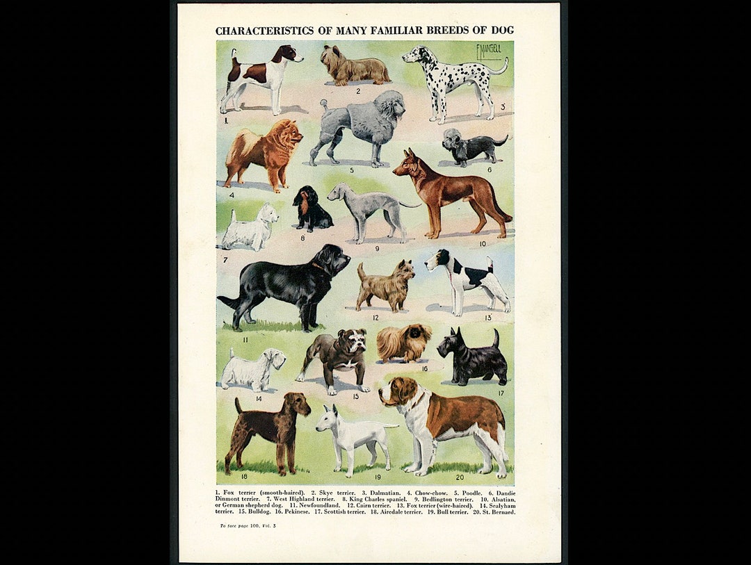 C. 1950's DOG BREEDS Lithograph Original Vintage Print Animal Print ...