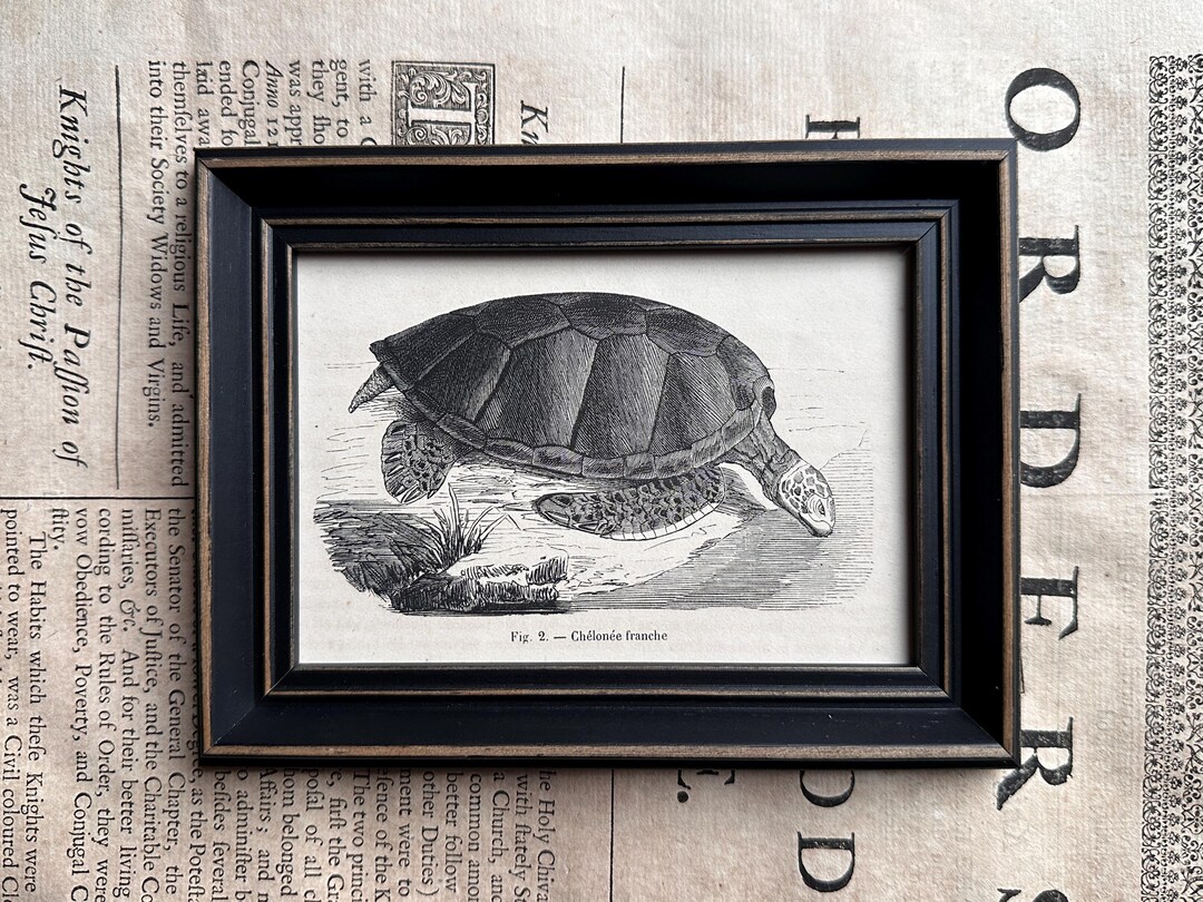 Framed SEA TURTLE Print C. 1866 • Original Antique Print • Reptile ...