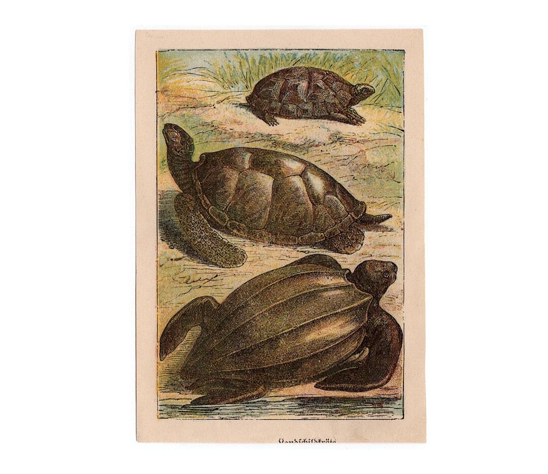 C.1887 FRAMED TURTLES Lithograph • Original Antique Print • Tortoises ...