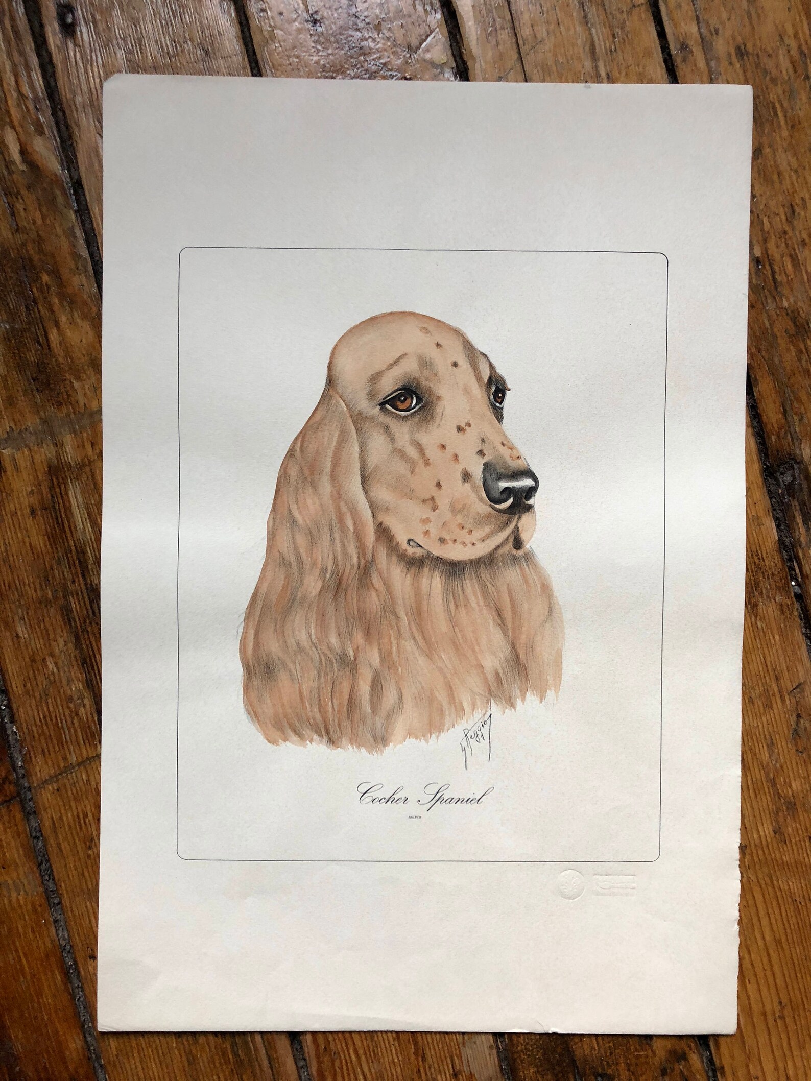 COCKER SPANIEL DOG Print Hand Colored Dog Lithograph - Etsy