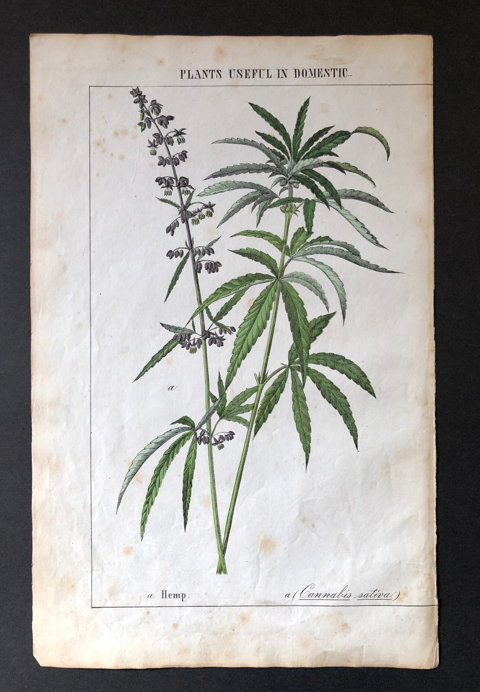 C. 1857 CANNABIS SATIVA PRINT Marijuana Print Antique | Etsy