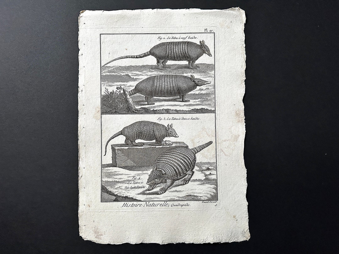 C. 1790 ARMADILLO Engraving • Original Antique Prints • Antique Animal ...