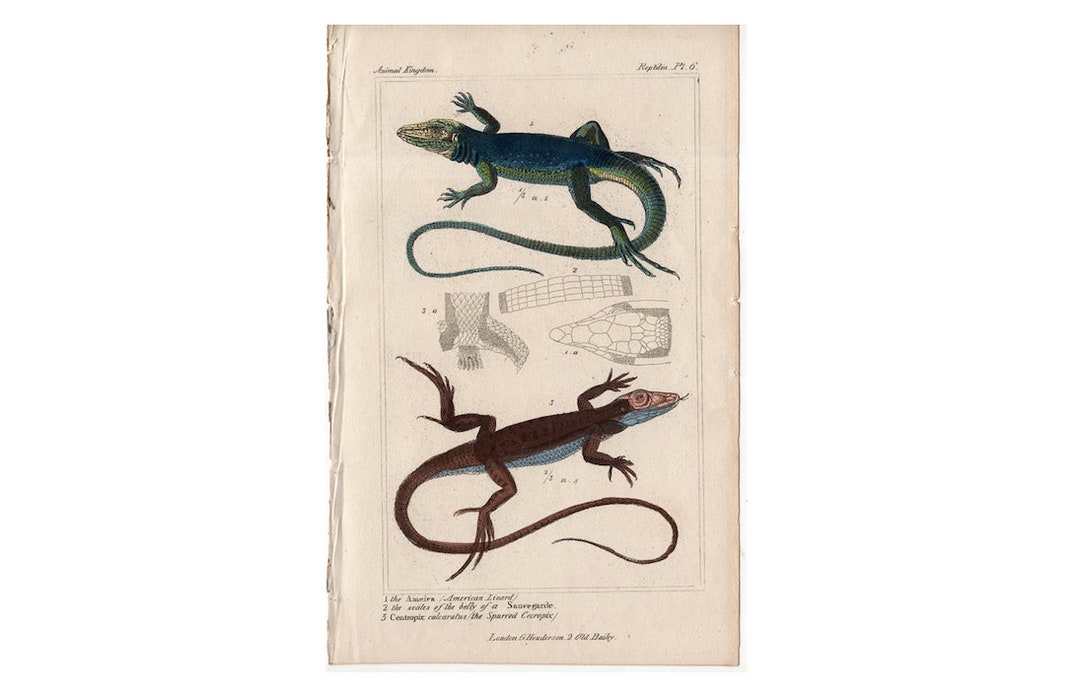 C. 1837 ANTIQUE REPTILE Engraving • Original Antique Print • Lizards ...