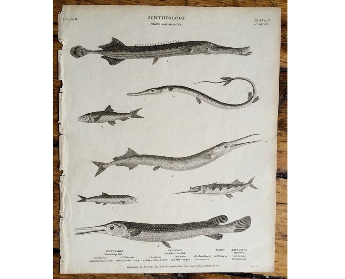1809 ANTIQUE FISH ENGRAVING Sea Life Original Antique Ocean Animal ...