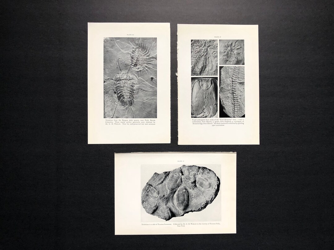 C. 1934 TRILOBITES Prints - Vintage Arthropod Prints - Sea Life Fossil ...
