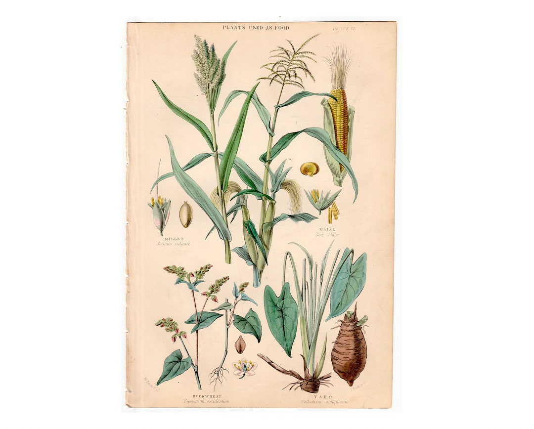 C. 1857 EDIBLE PLANTS Lithograph • Original Antique Print • Food Plants ...
