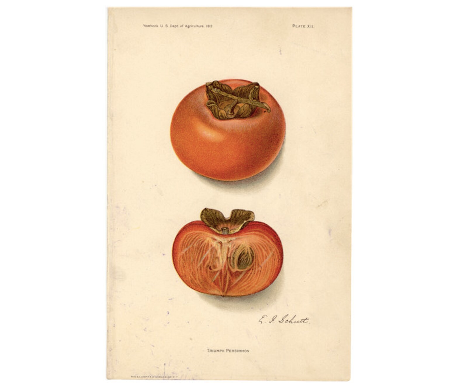 C. 1913 TRIUMPH PERSIMMONS Antique Print Original Antique - Etsy