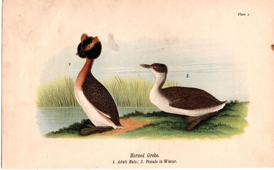 1888 HORNED GREBE PRINT - Antique Bird Lithograph - Original Antique ...