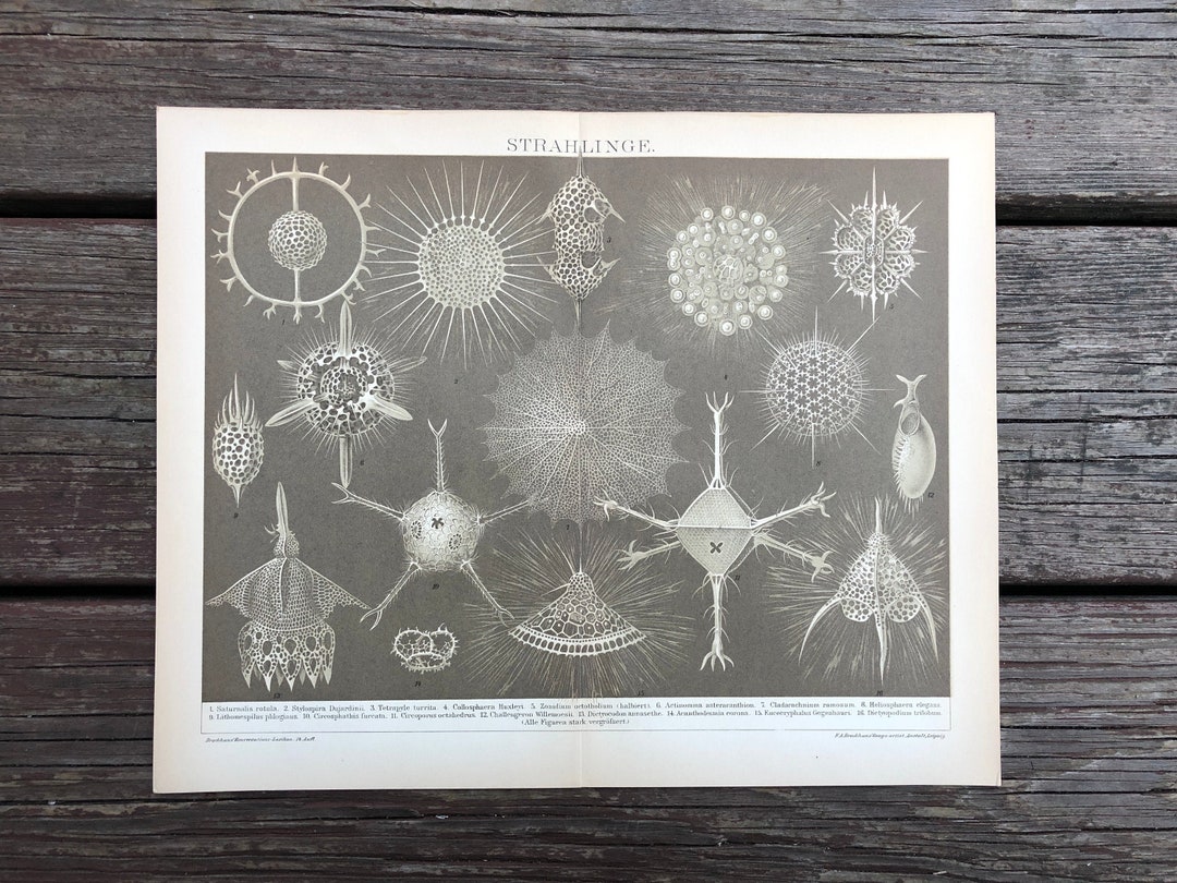 C. 1903 RADIOLARIA ZOOPLANKTON PROTOZOA Print - Original Antique Print ...