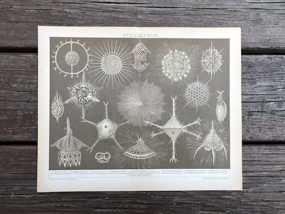 C. 1903 RADIOLARIA ZOOPLANKTON PROTOZOA Print Original | Etsy