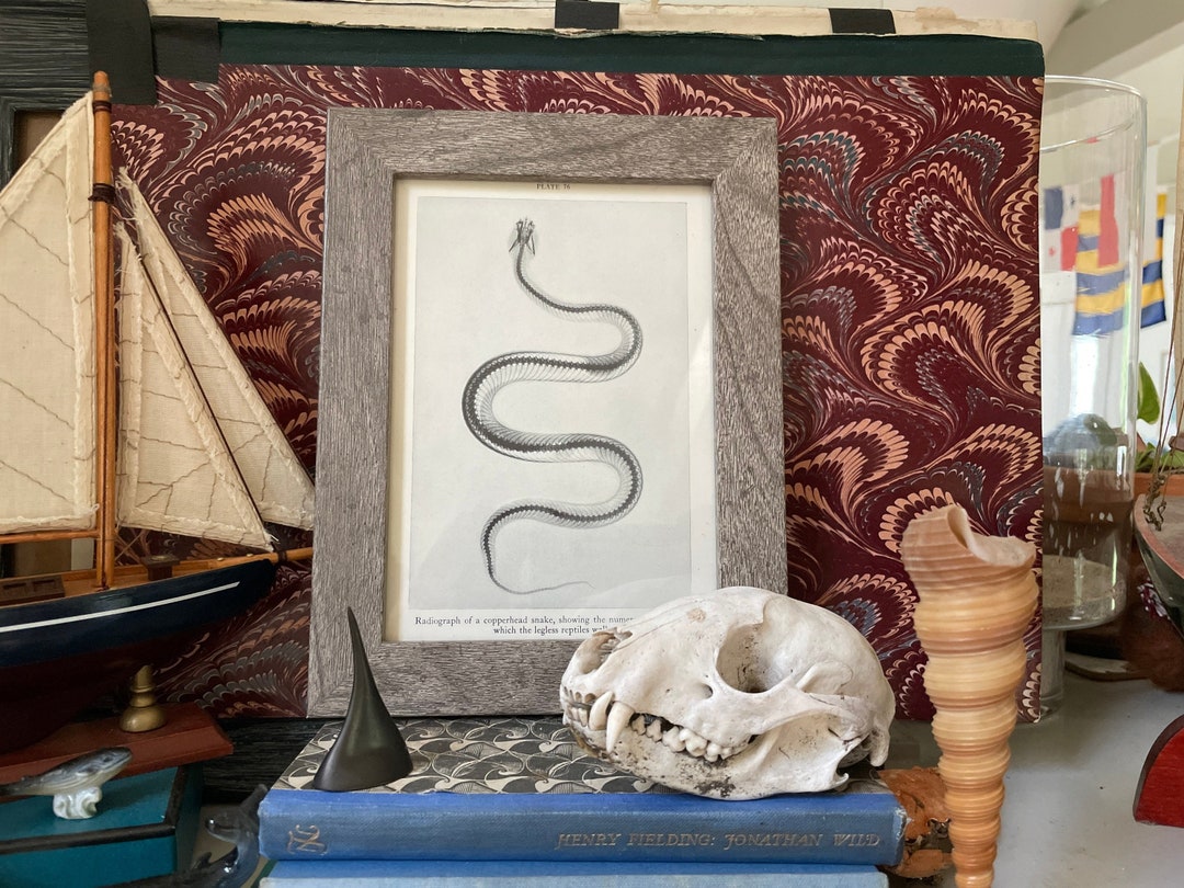 Framed C. 1934 SNAKE SKELETON Lithograph - Vintage Snake Anatomy Print ...