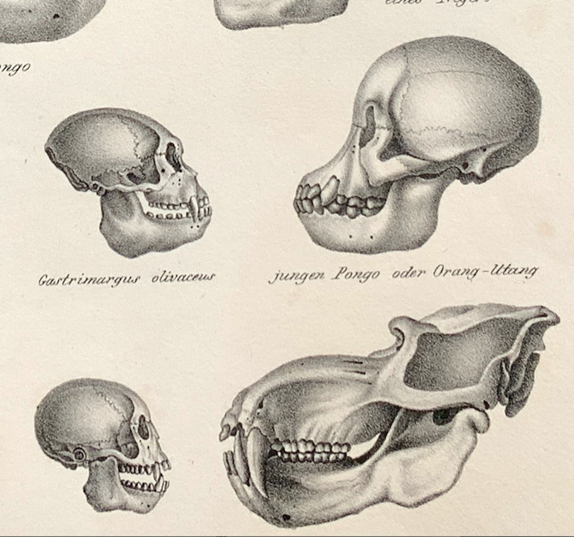 C. 1824 ANTIQUE SKULLS Print - Original Antique Print - Comparative ...