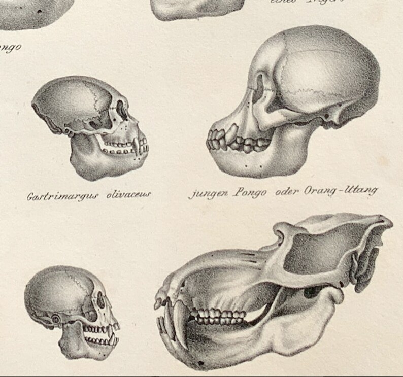 C. 1824 ANTIQUE SKULLS Print - Original Antique Print - Comparative ...