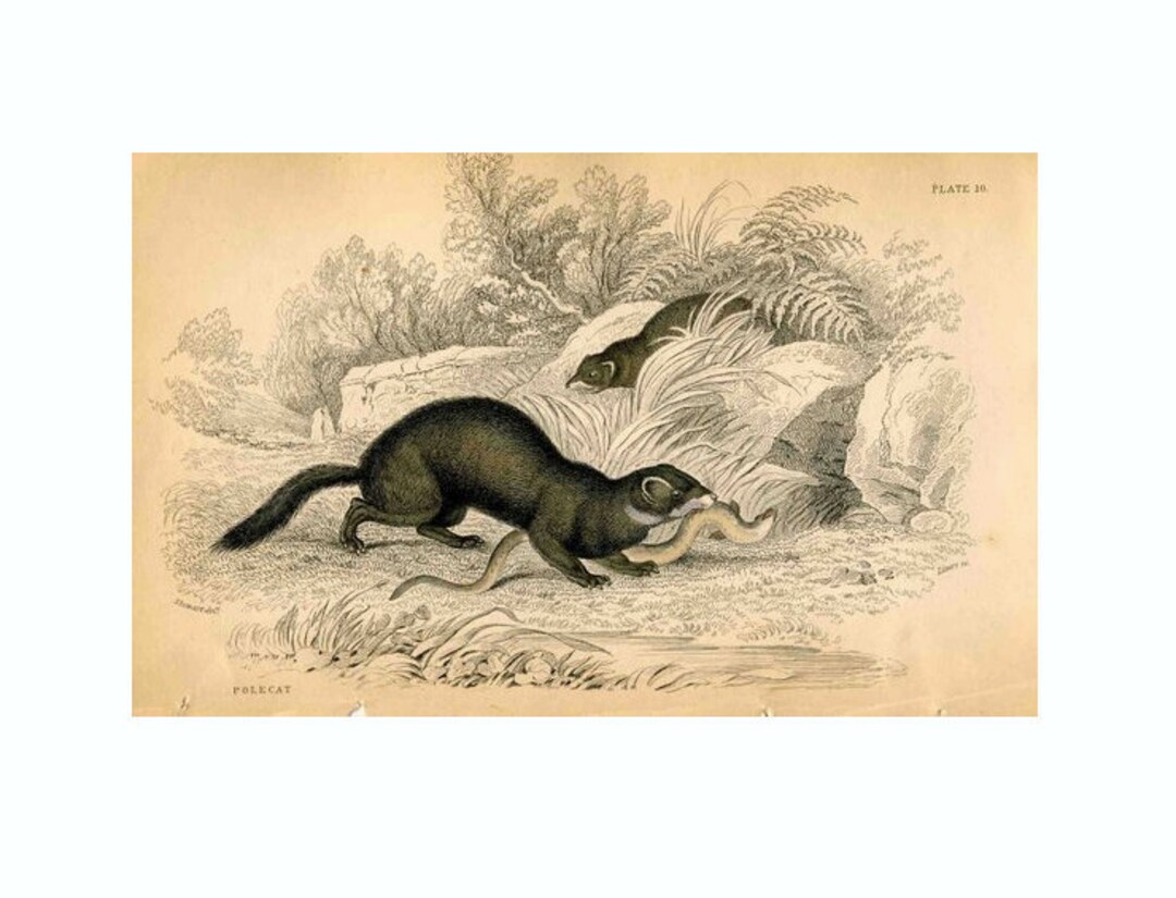 C. 1843 POLECAT Original Antique Animal Print - Jardine Print - Hand ...
