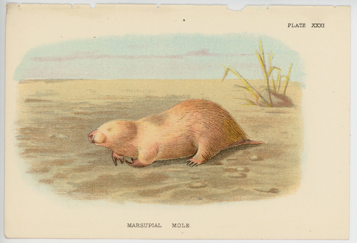 C. 1896 MARSUPIAL MOLE Print • Original Antique Print • Australian ...