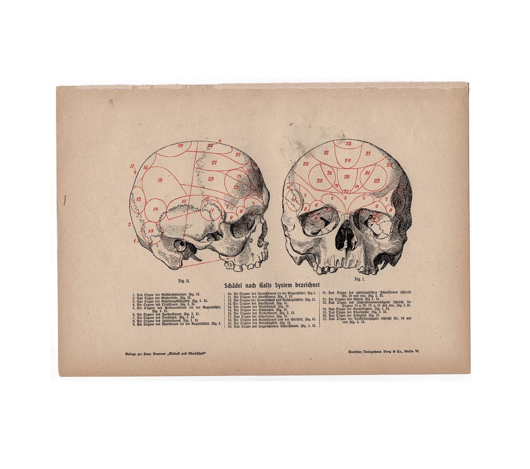 HUMAN SKULL Print C. 1900 • Original Antique Print • Antique Skeleton ...