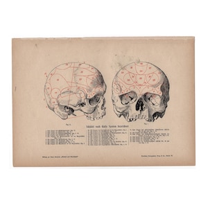 HUMAN SKULL Print C. 1900 • Original Antique Print • Antique Skeleton ...
