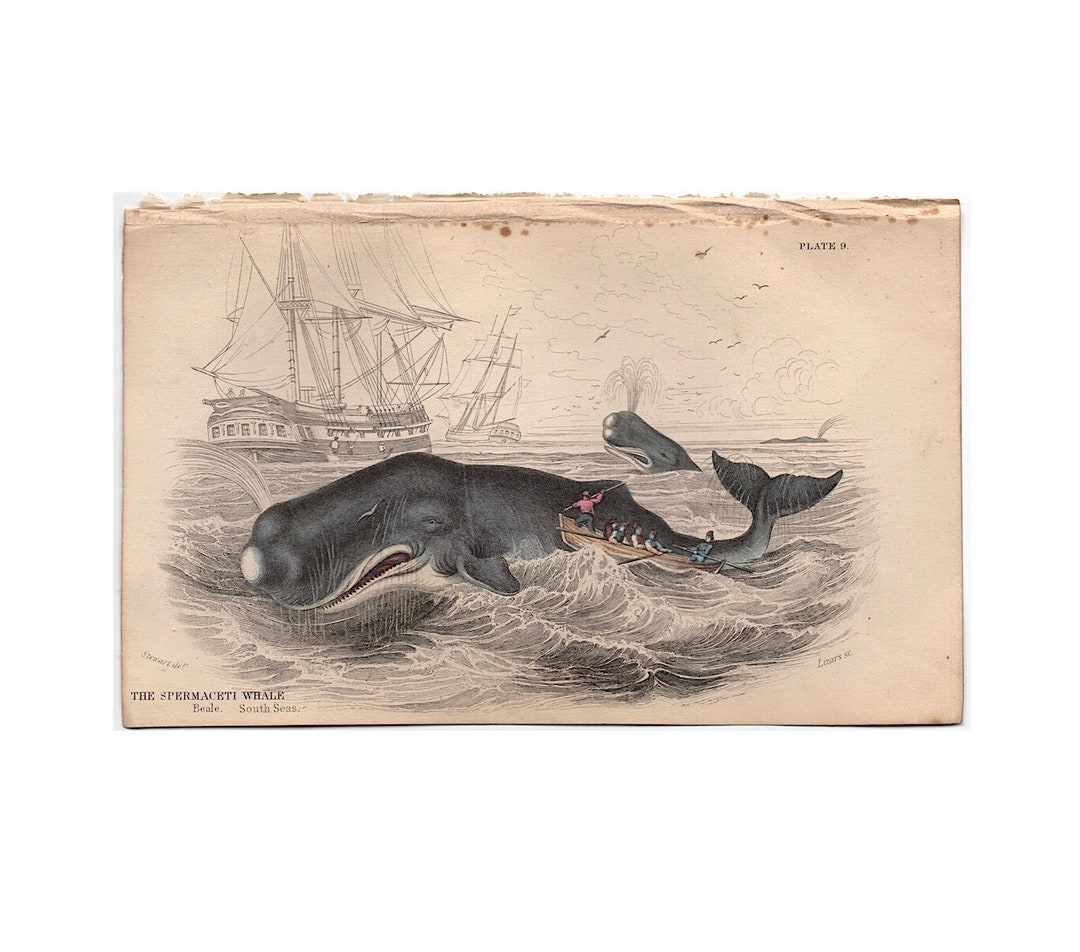C. 1837 SPERM WHALE Engraving Original Antique Print Sea Life Print ...