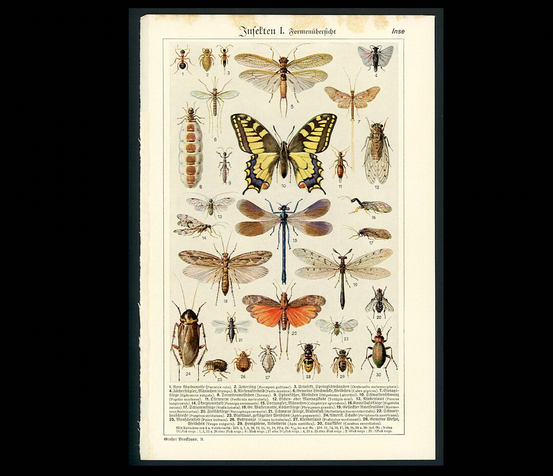 C. 1903 INSECTS Lithograph • Original Antique Print • Entomology Print ...
