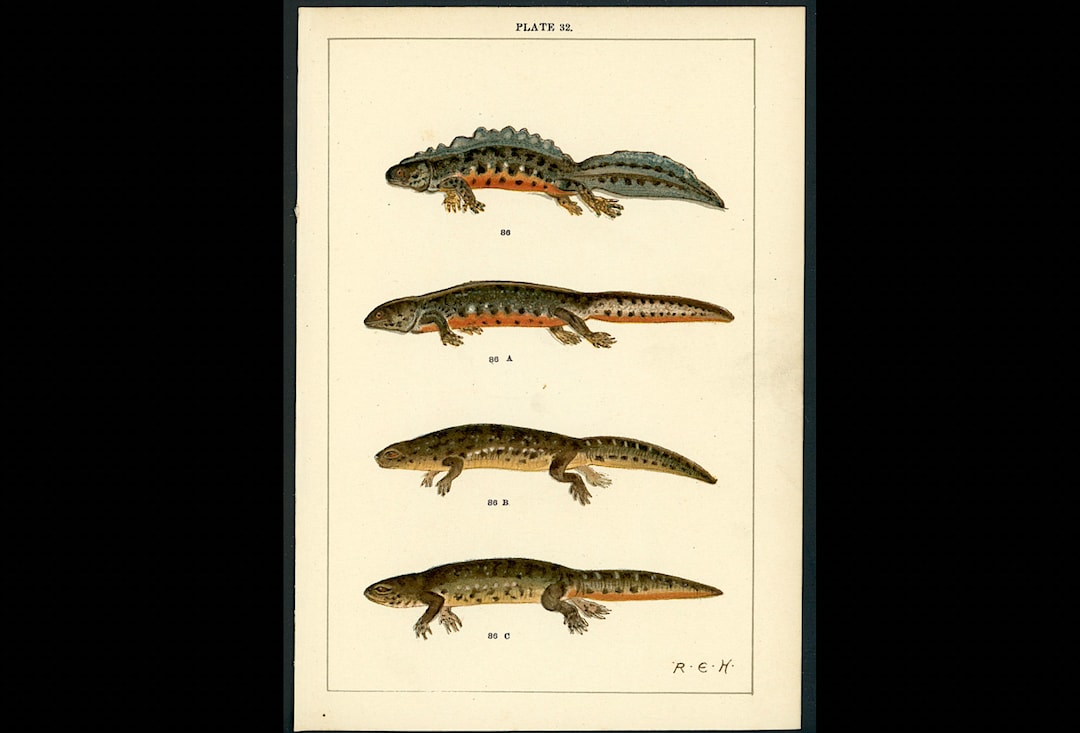C. 1900 SALAMANDERS Lithograph • Original Antique Print • Reptiles ...