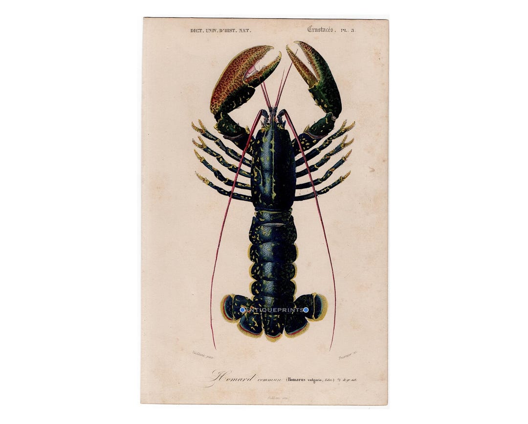 C.1849 BLUE LOBSTER Engraving - Rare - Original Antique Print ...